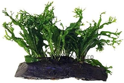Amazon.com: Microsorum Pteropus"Windelov" Java Fern Lace Live Aquarium ...