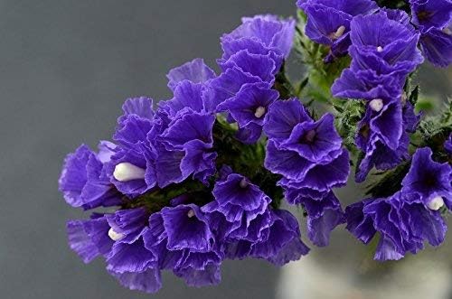 Amazon | Blue Statice Seeds - Limonium sinuatum - 105 Seeds | 花