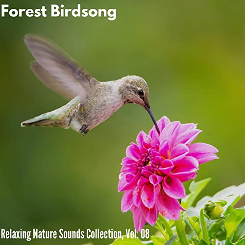 Écouter Forest Birdsong - Relaxing Nature Sounds Collection, Vol. 08 ...