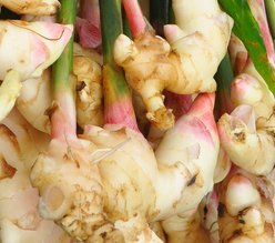 Ginger root - How to grow & care