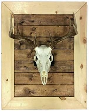 Amazon.com: Goltine - Knotty Plaque - European Deer Skull Mount Wood ...