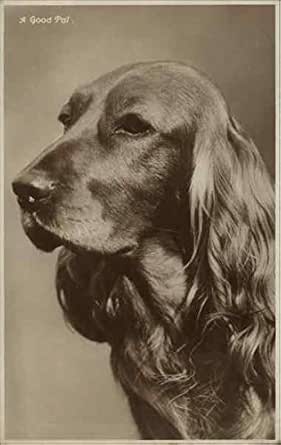 A good pal Dogs Original Antique Postcard at Amazon's Entertainment ...