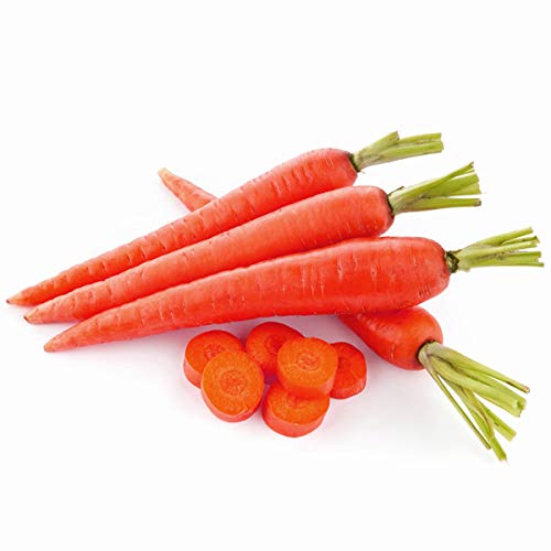 Vegetable Carrot Red Seeds Pack of 100 Seeds_SS260 : Amazon.in: Garden ...