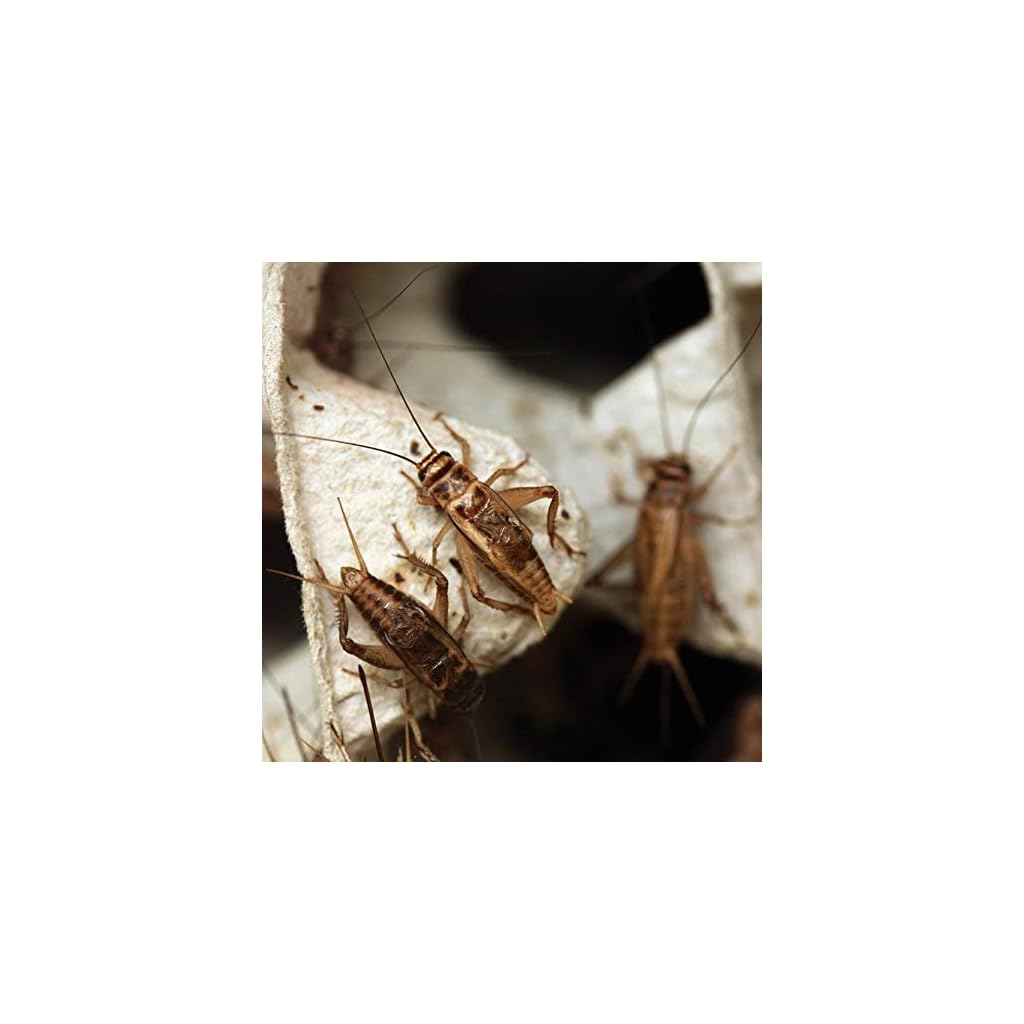 UGFeeders 1" Large Adult Crickets (500 Count) - acheta domesticus ...