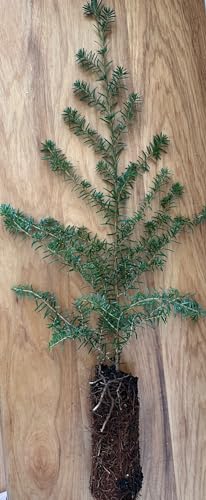 10 Slowest Growing Trees (And Why They Grow So Slow) - Conserve Energy ...