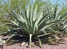 5 semi di piante di Aloe ameana : Amazon.co.uk: Garden
