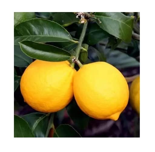 Live Lemon Plant with Cocopeat and Plastic Pot SAMARIYA Plants Nursery ...