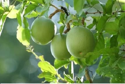 Cloud Farm Bel Tree, Bilva Patra, Bel Patra (Grown through seeds ...