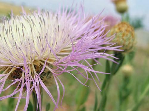 Centaurea ragusina - How to grow & care