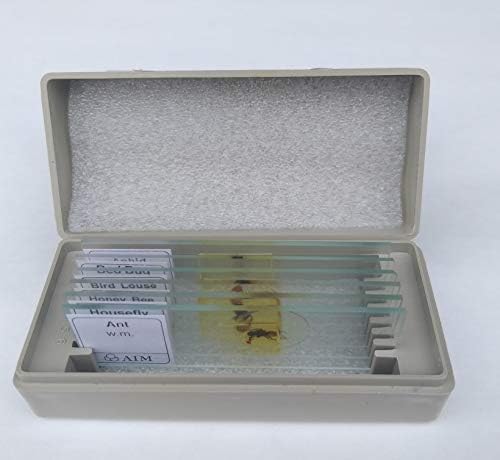 AIM Insects Whole Mount Prepared Slide - A (set of 6) : Amazon.in ...
