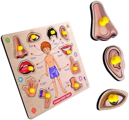 XH TOYS Pre-School Body Part Wooden Puzzle Wooden 2 3 4 5 6 Year Old ...