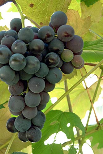 Plants Point Live Plant Grape Fruit Himrod Seedless Yellow Table Grapes ...