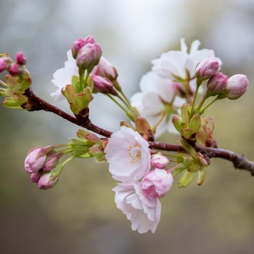 Prunus 'Amanogawa' - Elegant Columnar Cherry Tree with Stunning Pink ...