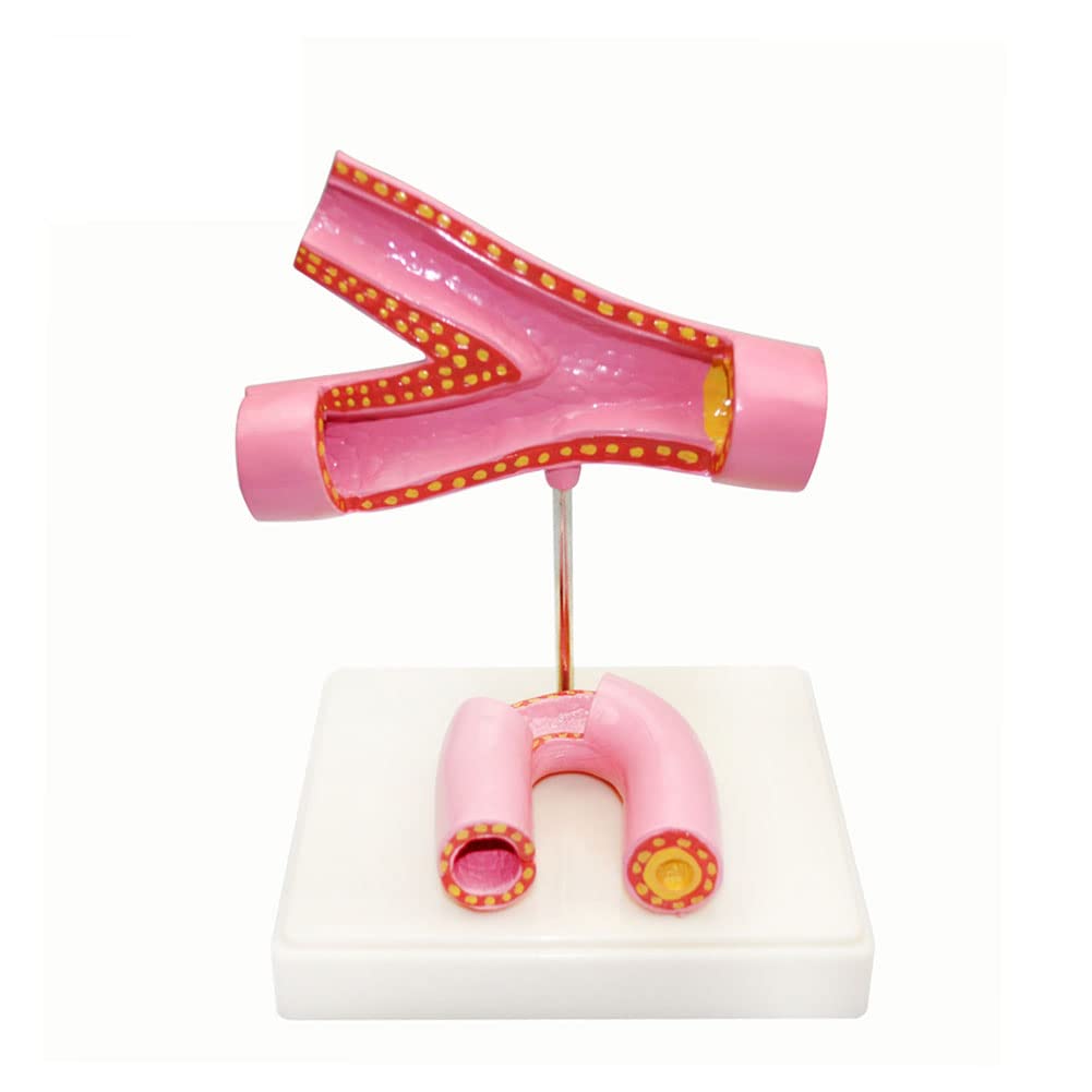 Human Arterial Vessel Model Human Anatomical Anatomy Model Synthetic ...