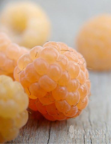 Amazon.com : Fall Gold Raspberry Plant : Patio, Lawn & Garden