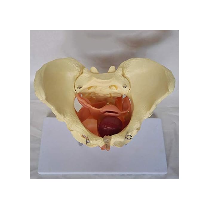 Buy Anatomy Model, Assembly Model Female Pelvic Organs and Fascia Model ...