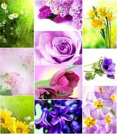 20 Spring Flower Postcards - A Beautiful Selection Of Floral Picture ...