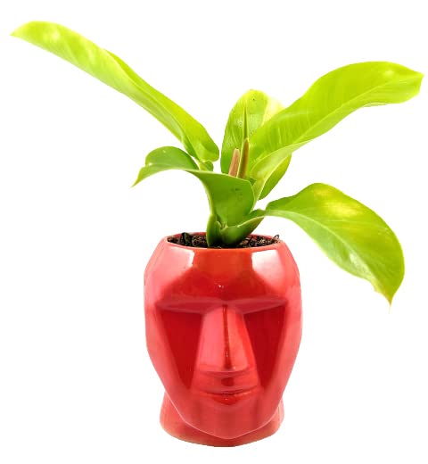 INDIAN FLORA® : Philedendron | Natural Live Plant | Ceramic Robo Pot ...
