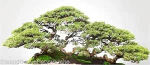 Casuarina Equisetifolia Australian Pine Seeds Rugged Bark Bonsai ...