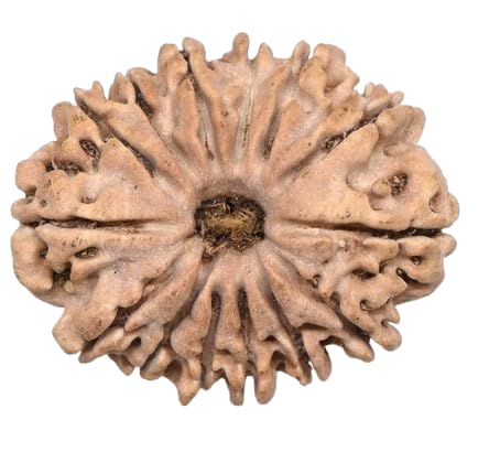 Buy VIBHA GEMS Purest 14 Mukhi Rudraksha Nepali Beads Certified By IGL ...