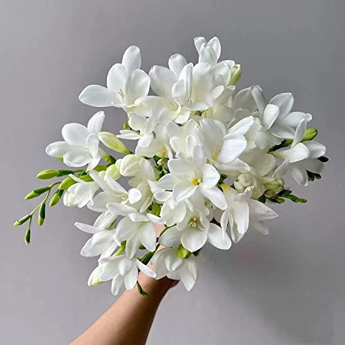 Fresia: Coltivazione e Cura della Freesia