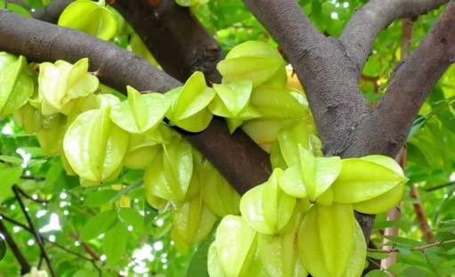 Green view® Live Star Fruit -Kamrak Fruit - 1 Plant - Carambola Hybrid ...