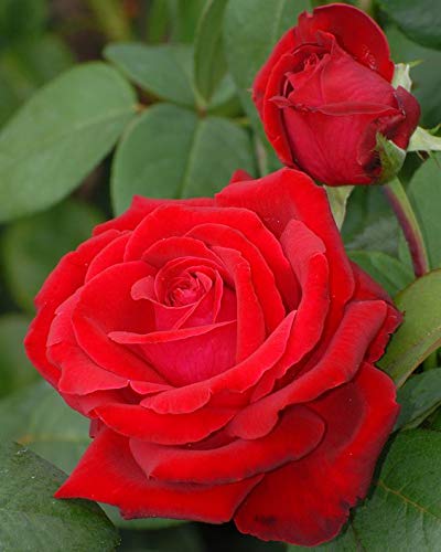Royal Paradise Garden Dark Jam Red Rose Flower Plant Home Garden Plant ...