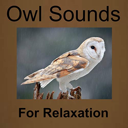 Amazon.com: Owl Sounds for Relaxation : Owl Sounds Recordings: Digital ...