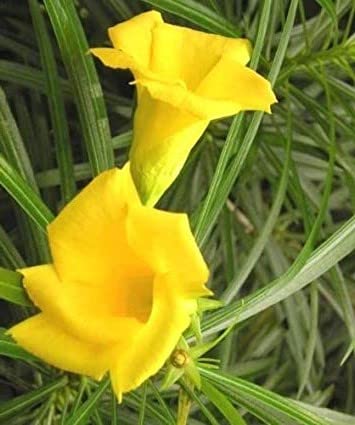 Trendygreens Yellow Kaner Flower Plant : Amazon.in: Garden & Outdoors