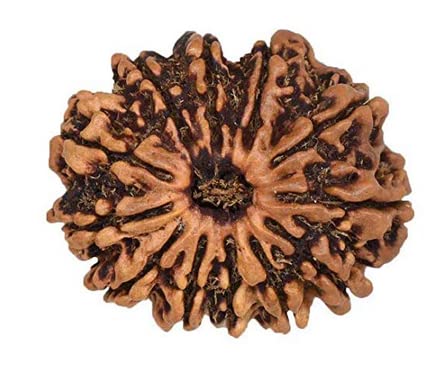 MAA Shakti GEMS 12 Mukhi Rudraksha Superb Natural Shaped Twelve Face ...