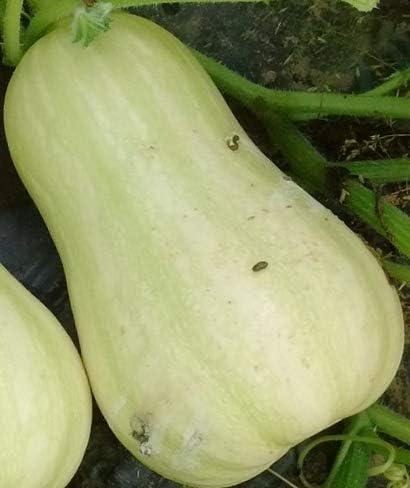 Winter Squash - F1 Butternut Hunter - 10 Seeds : Amazon.co.uk: Garden