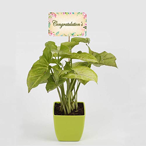Vibrant Green Syngonium Plant In Green Plastic Pot With Congratulation ...