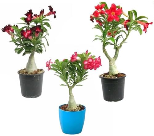 Desert Rose Adenium Live Plant White Color (GRAFTED - LIVE PLANT) - BEE ...