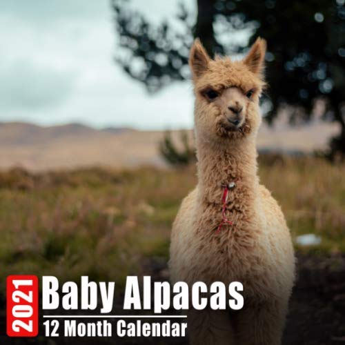 Mini Calendar 2021 Baby Alpacas: Cute Alpaca Babies Photos Monthly ...