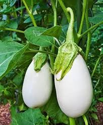 Brinjal F1 Aveo Egg Shape White -3 pkts Each 50 Seeds by Divya Seeds ...