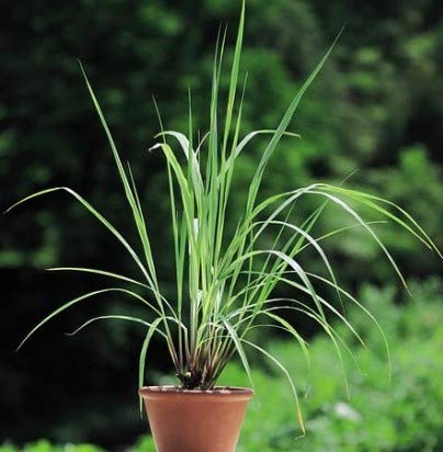 SYNERGY Live Natural Lemon Grass Plant, citronella grass,Green Nurtures ...