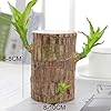 Mini Brazil Lucky Wood, Brazilian Wood, Hydroponic Potted Stump Mini Plant, Lucky Wood Plant ...