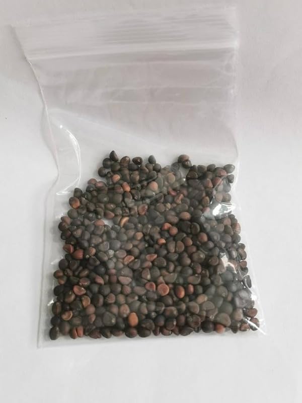 Indian Kalmi Shak Seeds Pack of 151 : Amazon.in: Garden & Outdoors