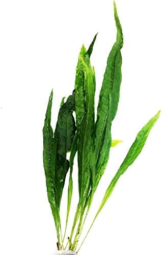 Amazon.com: Planterest - Tall Java Fern Bundle Microsorum Pteropus Live ...