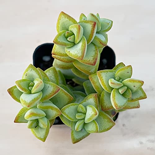 Crassula rupestris - How to grow & care