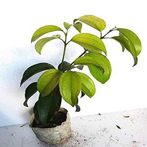 Trothic Gardens Dalchini cinnamon Live Plant (Green) : Amazon.in ...
