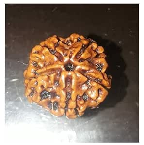 Optimus RUDRAKSHA Premium Panchmukhi Rudraksha Original Certified ...