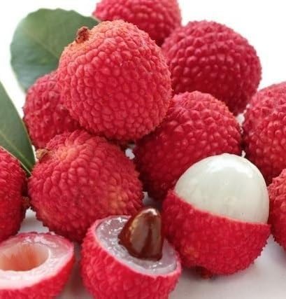 Native Earth Dwarf Thai Litchi Grafted Plant - Tropical Rare Lychee ...