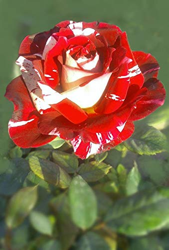 Haritham Rare Exotic ' Ruby Red ' Rose Flower Plant Home Garden 1 ...