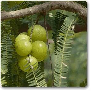 Mphmi Seedless Plant Absorbing At Night Amla, Tree for Bharani ...