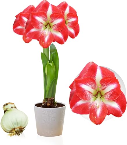 Bulbi Amaryllis → Classifica dei Più Venduti Online nel 2025