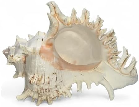 Amazon.com: Giant Natural Conch Shell, Frog Seashell 1 Shell 7-8 inches ...