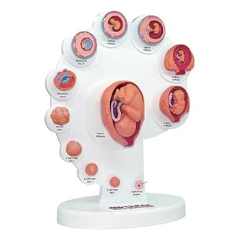 4D Fetal Model, Fetus Uterine Embryo Development Model with 21 ...
