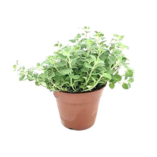 Mphmi Seedless Plant Indoor Plants Marwa Plant - Origanum Majorana ...