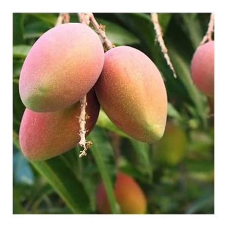 Mphmi Live Plants Nursery Garden Mango Amrapali, Aam Amrapali (Grafted ...